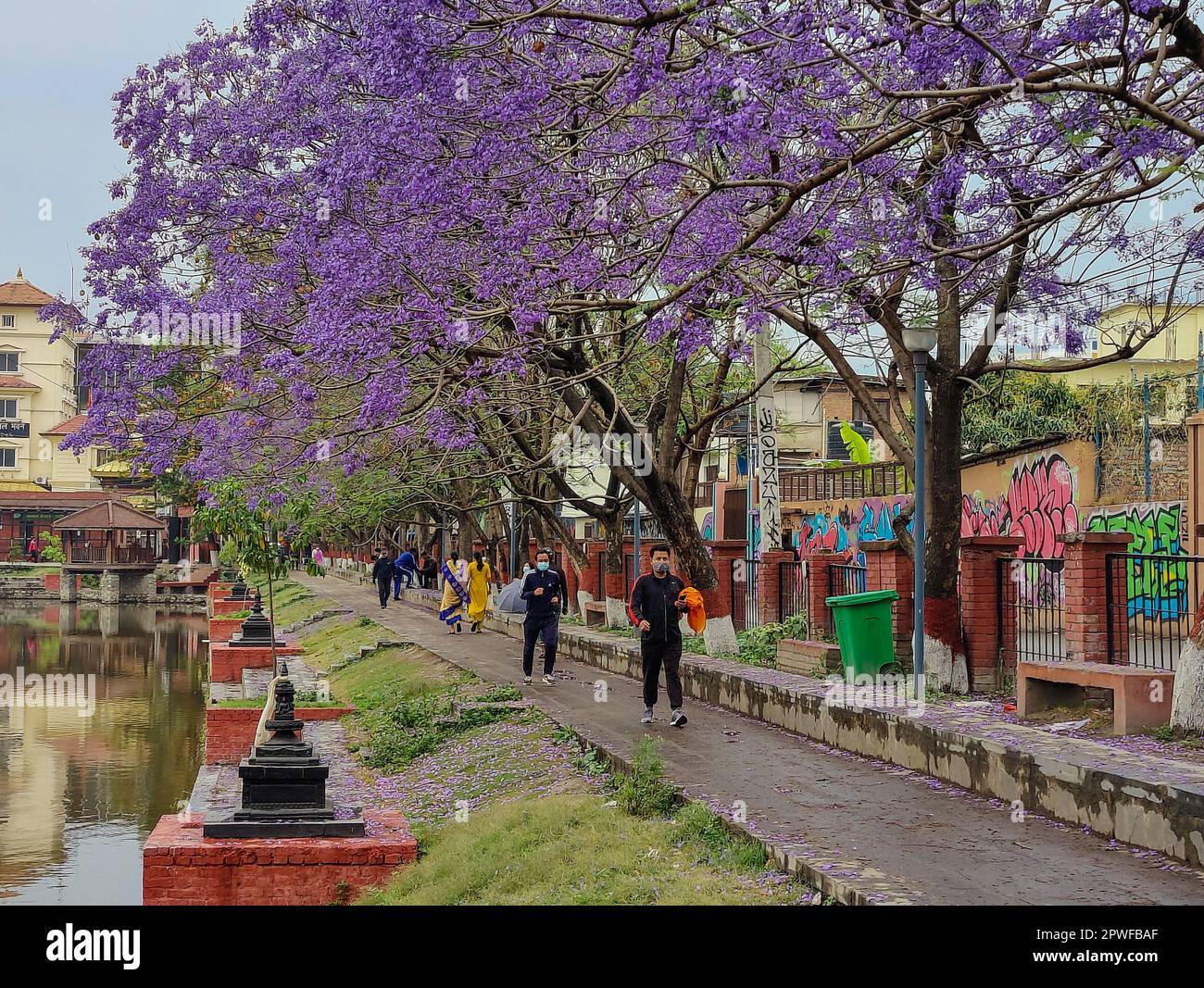 Kathmandu, Bagmati, Nepal. 30th Apr, 2023. People walk under blooming ...