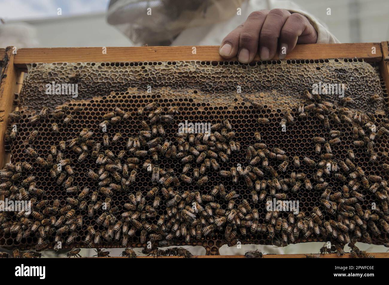 A beehive after using smoke to calm the bees, during the annual harvest ...