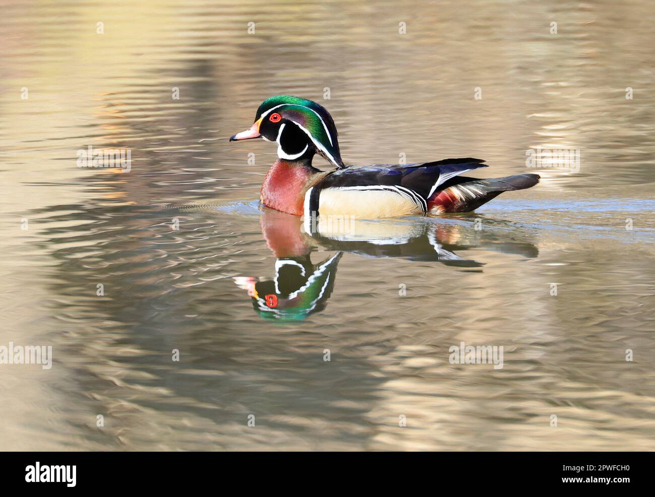 Colorful Wood Duck on the lake, Quebec, Canada Stock Photo - Alamy