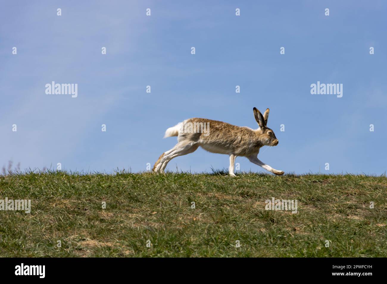 rabbit running across grass with blue sky background Stock Photo - Alamy