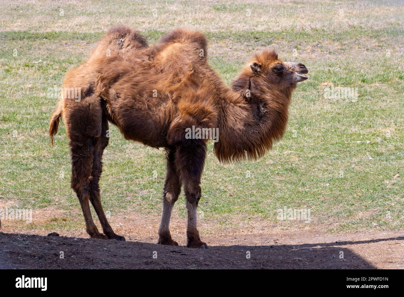side profile of two hump brown camel in grass Stock Photo - Alamy