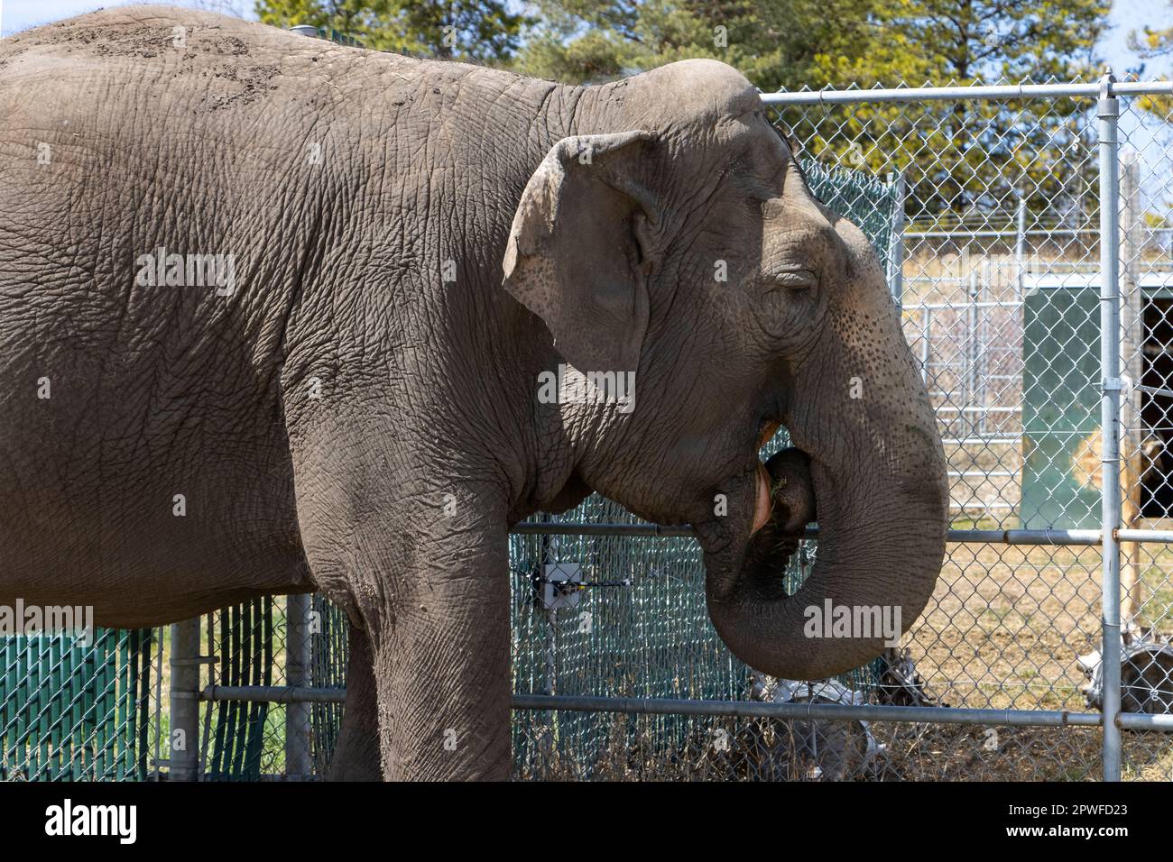 elephant at the zoo Stock Photo - Alamy
