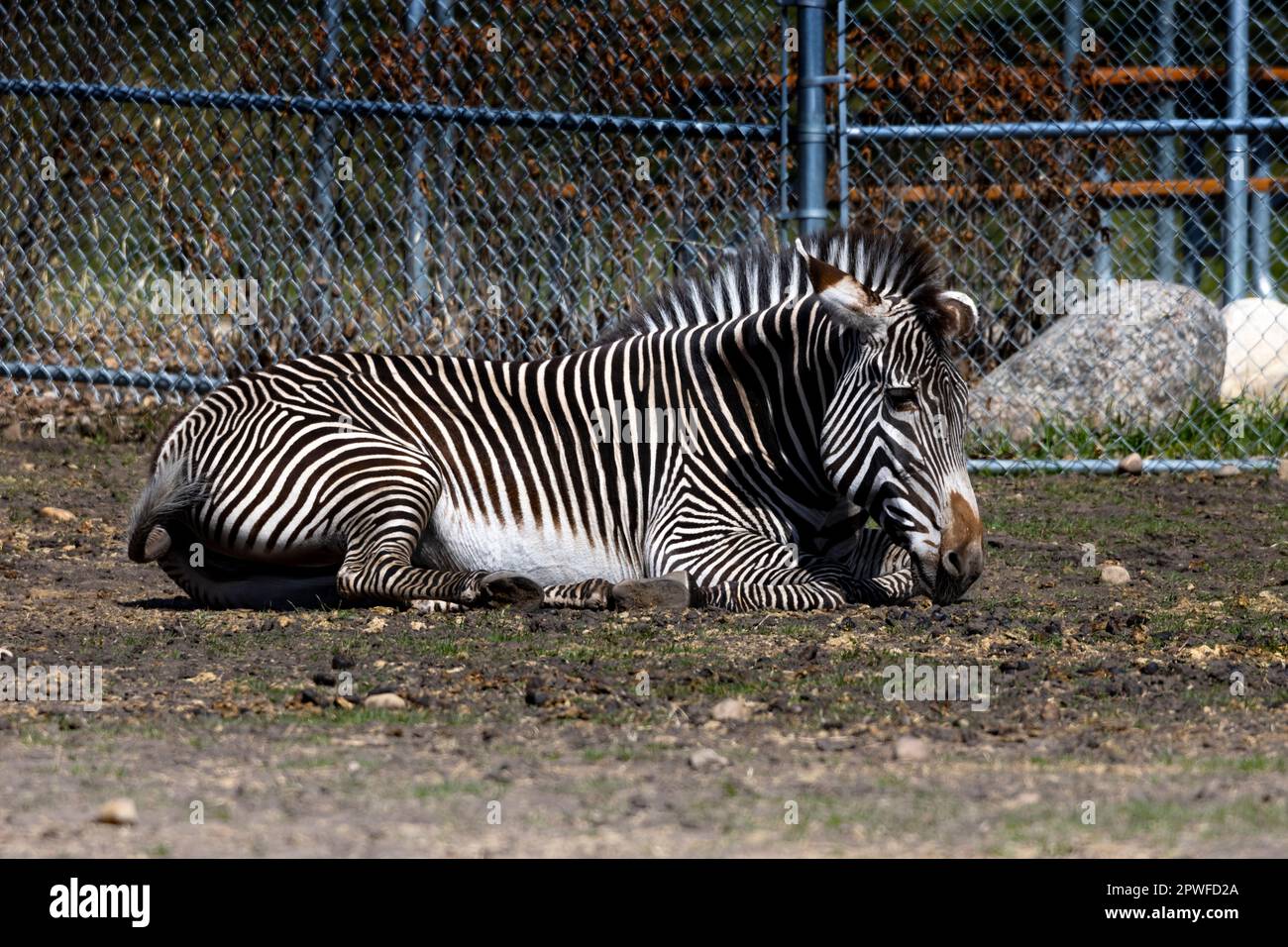 Edmonton zoo hi-res stock photography and images - Alamy