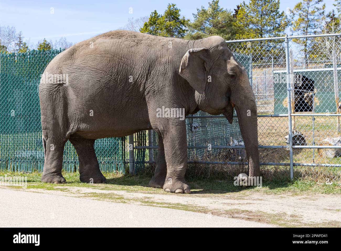 elephant at the zoo Stock Photo - Alamy