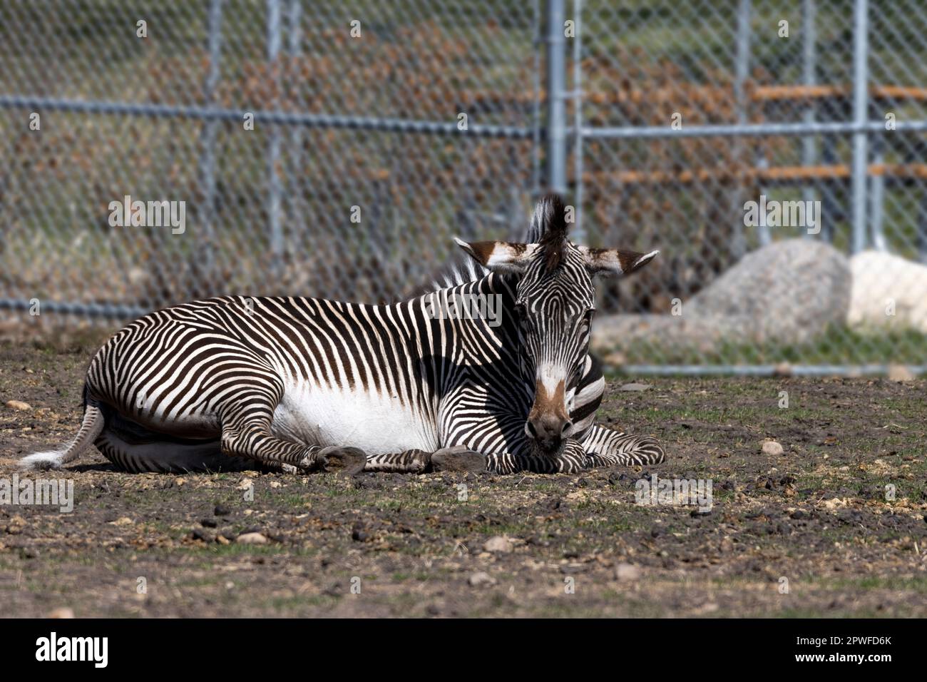 Zebra laying in grass hi-res stock photography and images - Alamy