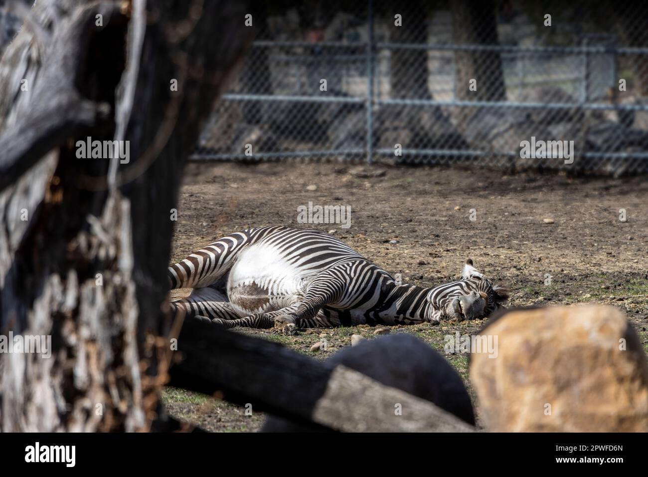 zebra laying in the grass at the zoo Stock Photo - Alamy
