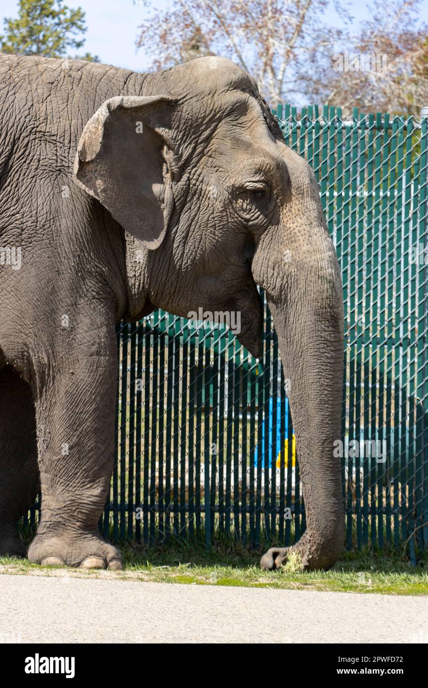 Edmonton zoo hi-res stock photography and images - Alamy