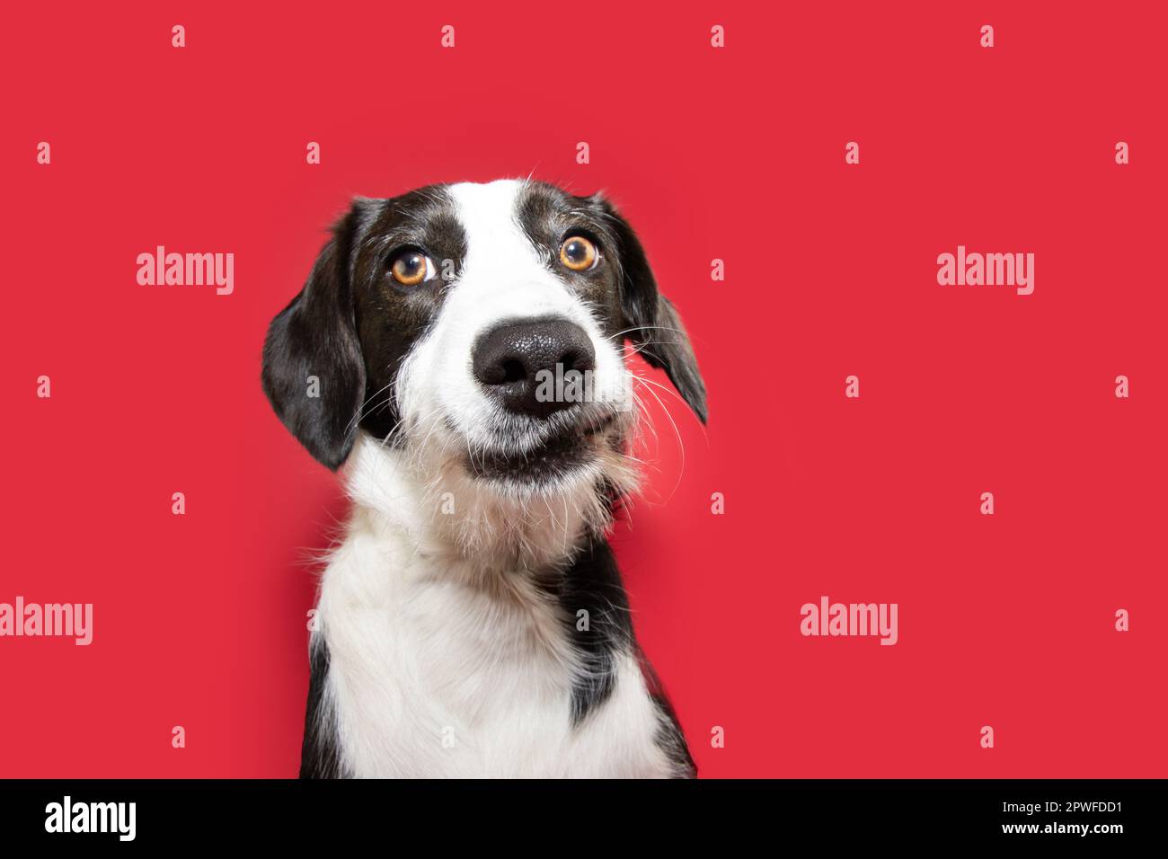 Funny puppy dog making a silly face. Isolated on red backgorund Stock ...