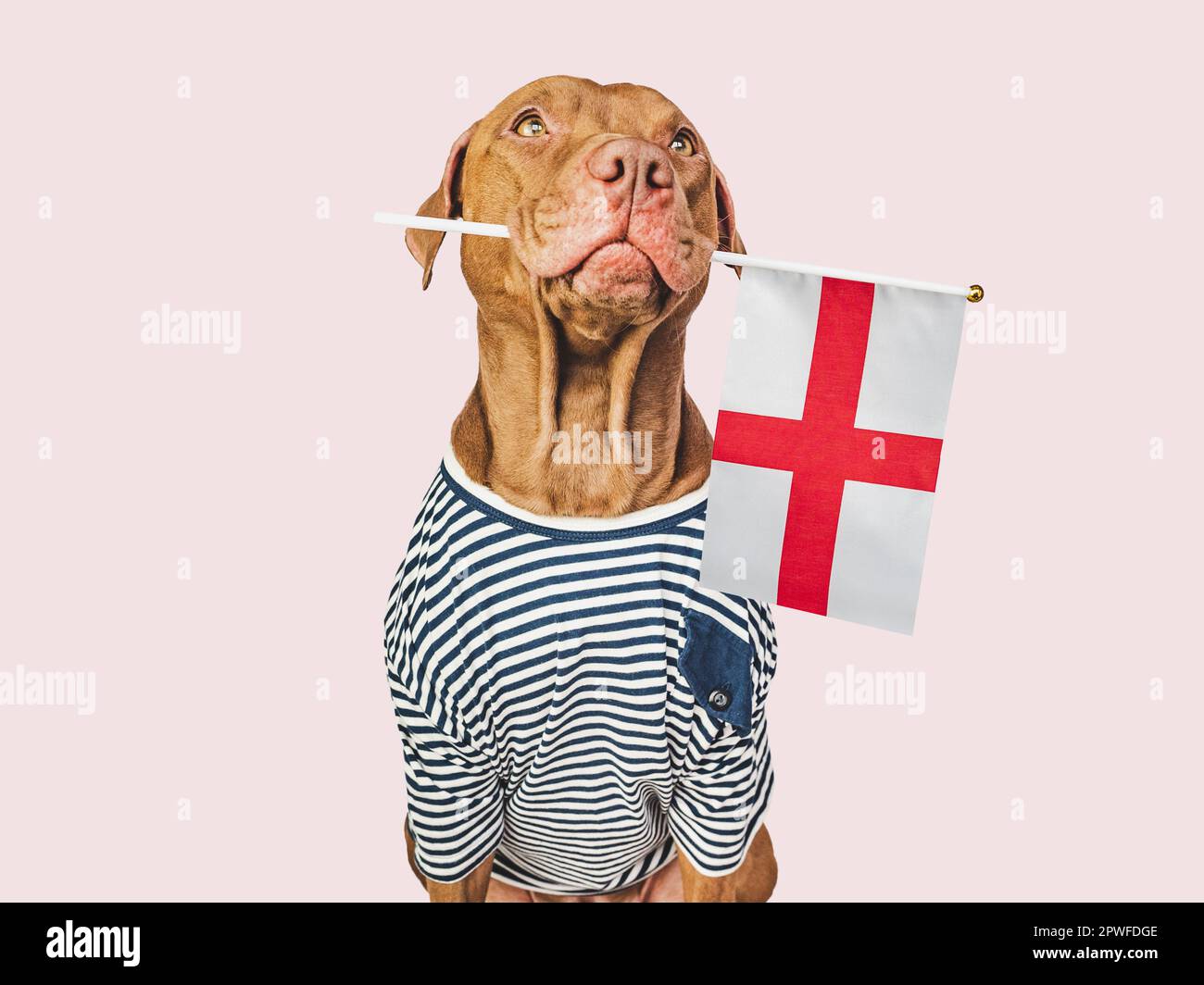 Lovable, pretty dog and Flag of England. Closeup, indoors. Studio photo ...