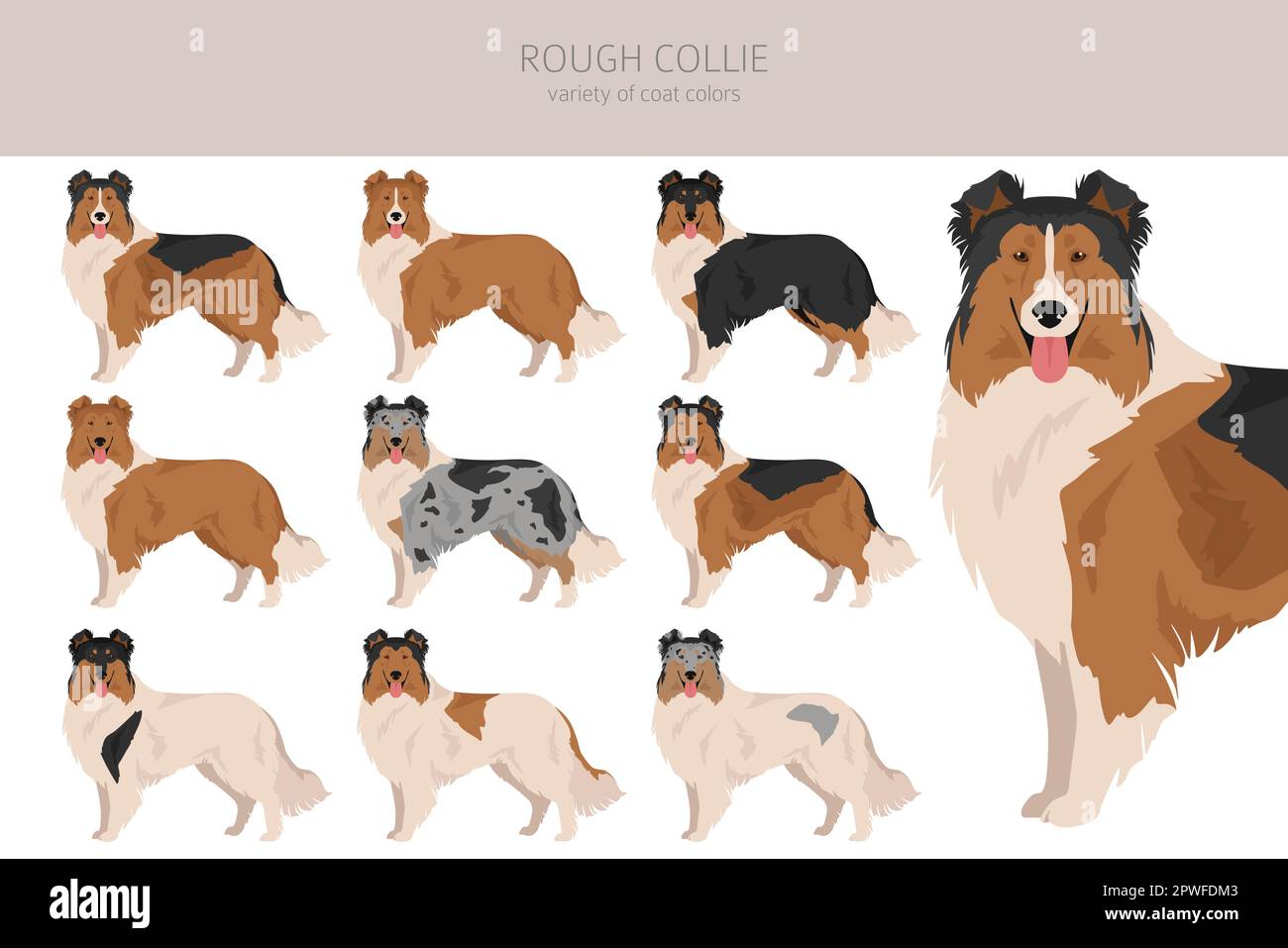 Rough collies Stock Vector Images - Alamy