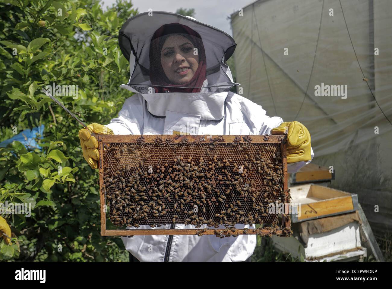 Gaza, Palestine. 28th Apr, 2023. A Palestinian lady works in an apiary ...