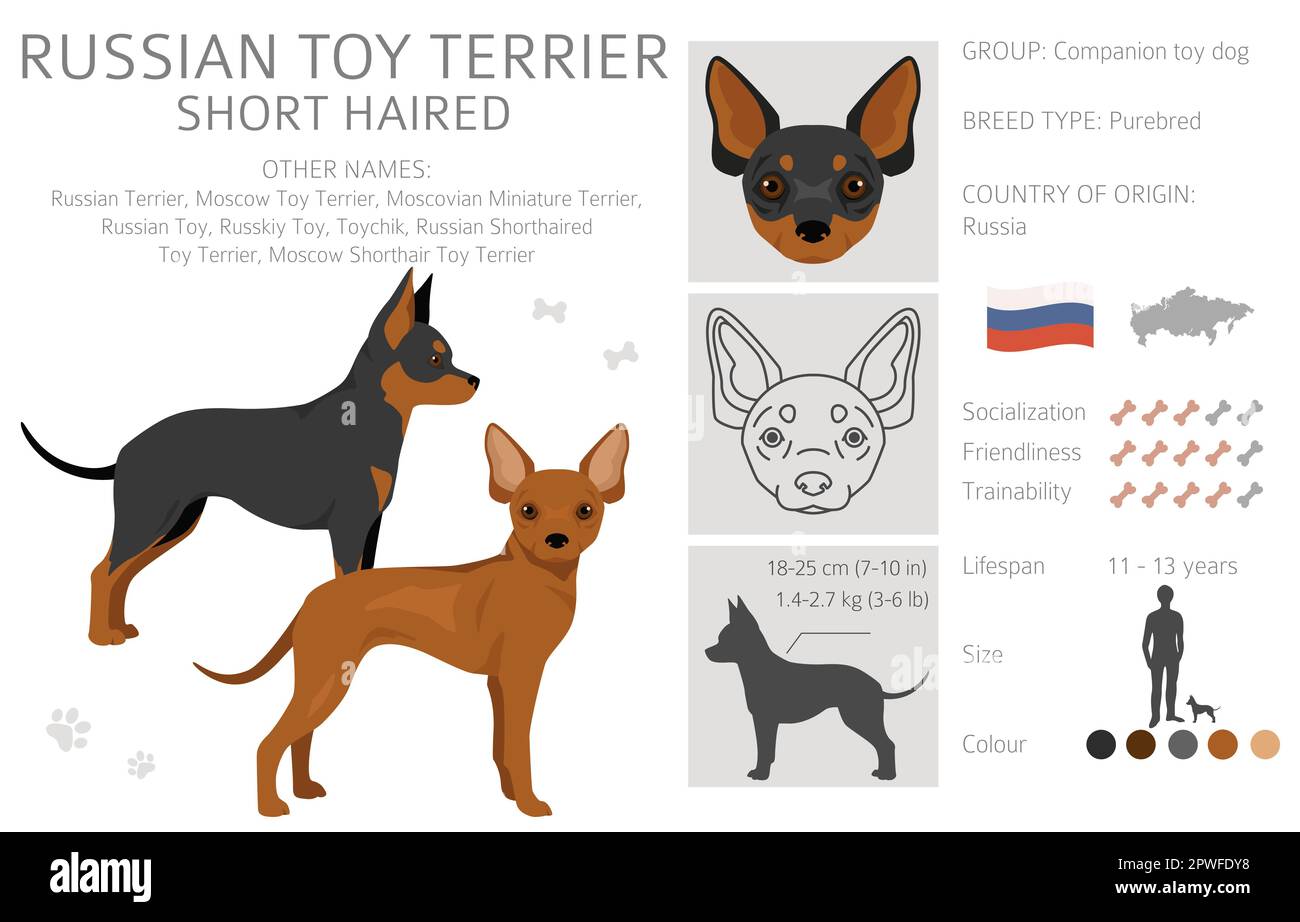 Smooth russian toy terrier Stock Vector Images - Alamy