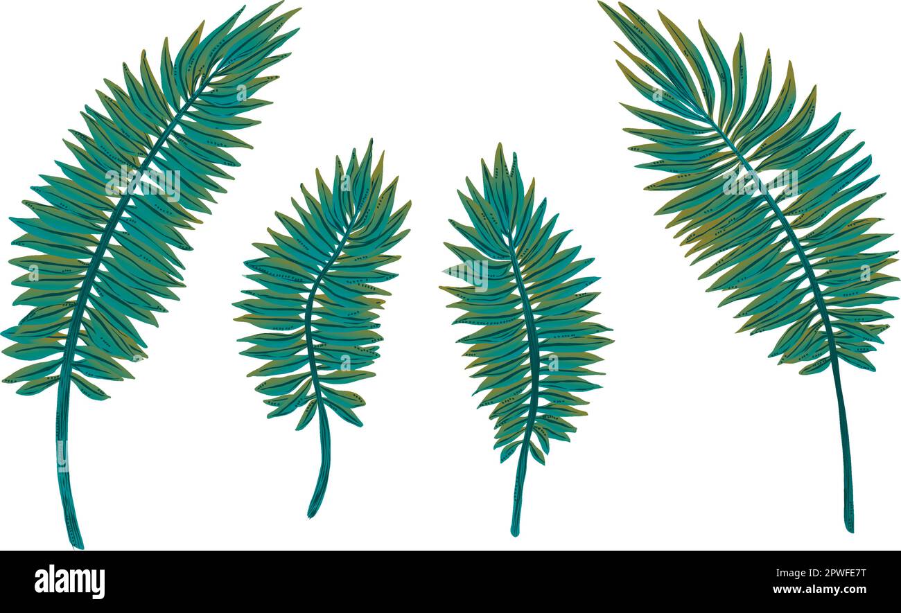 Set of exotic leaves. Ferns. Vector illustration resource for ...