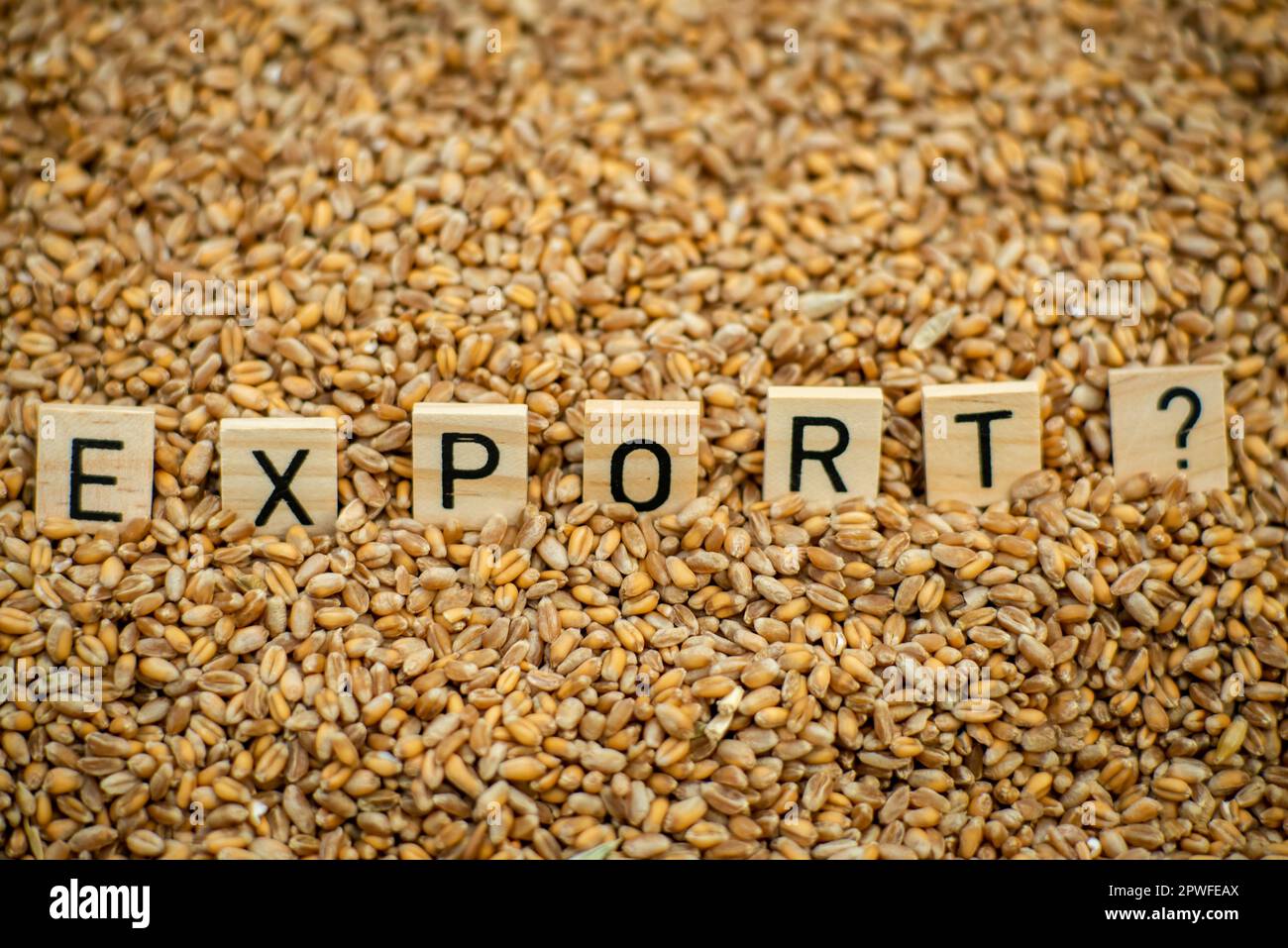 Export grain, wheat concept. The word Export and a question mark on a ...