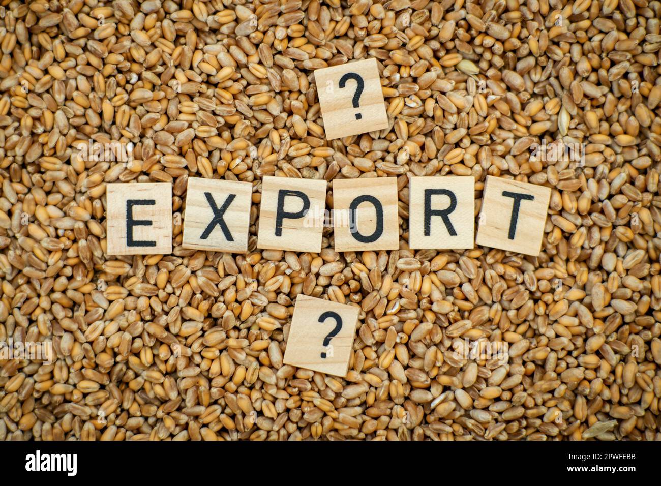 Export grain, wheat concept. The word Export and a question mark on a ...