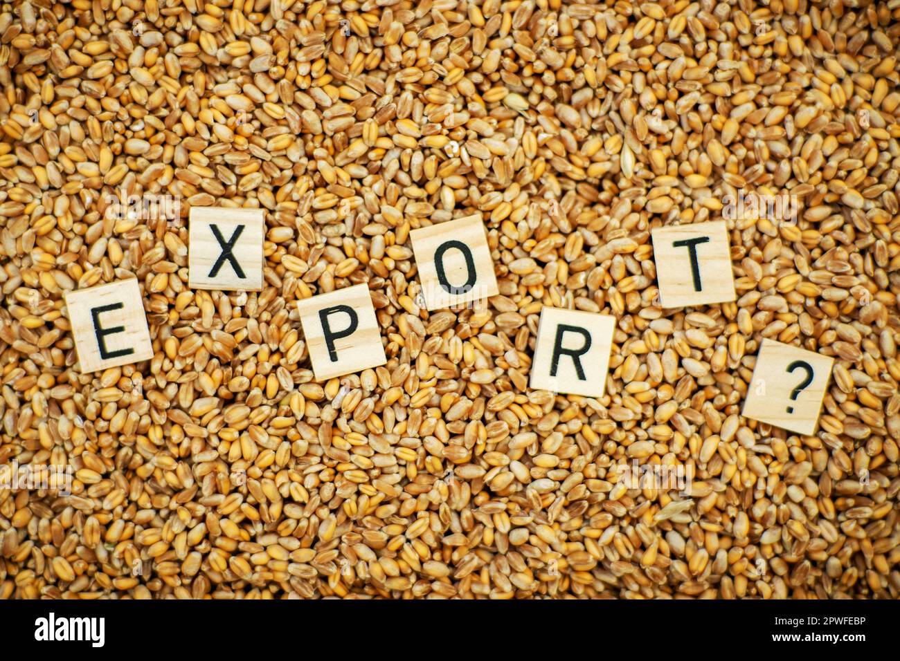 Export grain, wheat concept. The word Export and a question mark on a ...