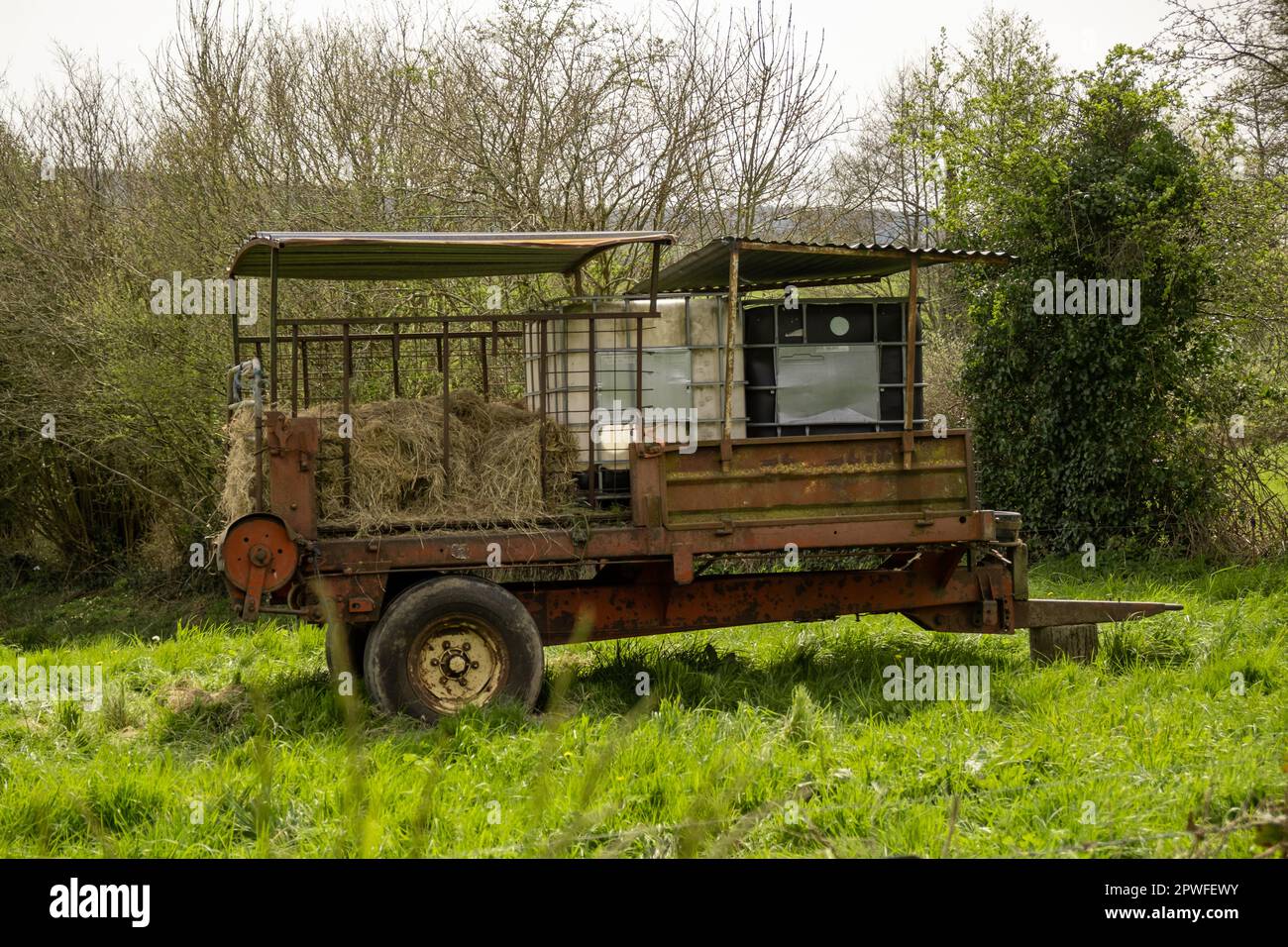 Trailer with food and water for animals on green grass. Cow feeding ...