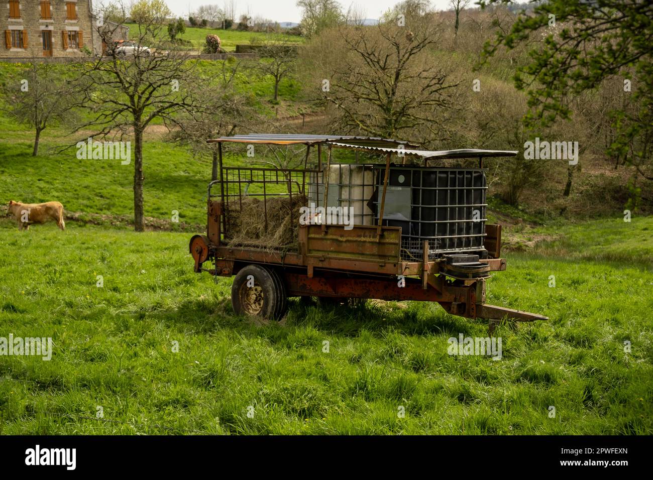 Trailer with food and water for animals on green grass. Cow feeding ...