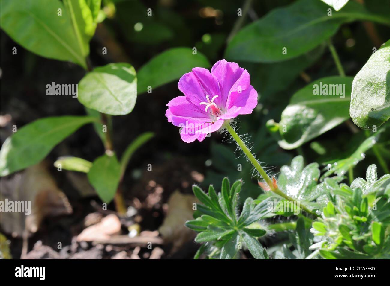 Geranium flower bed hi-res stock photography and images - Alamy