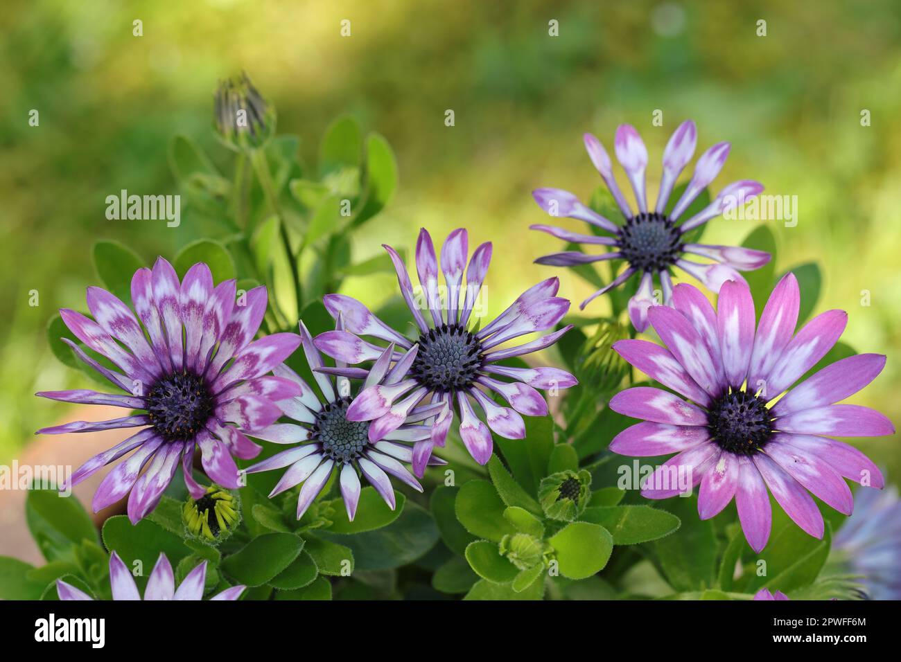 Osteospermum flowers hi-res stock photography and images - Alamy