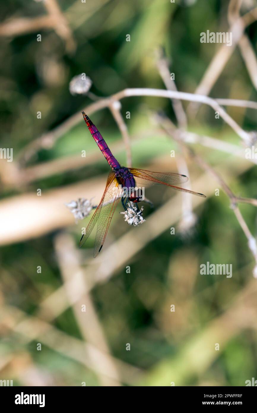 Dragonfly in desert hi-res stock photography and images - Alamy