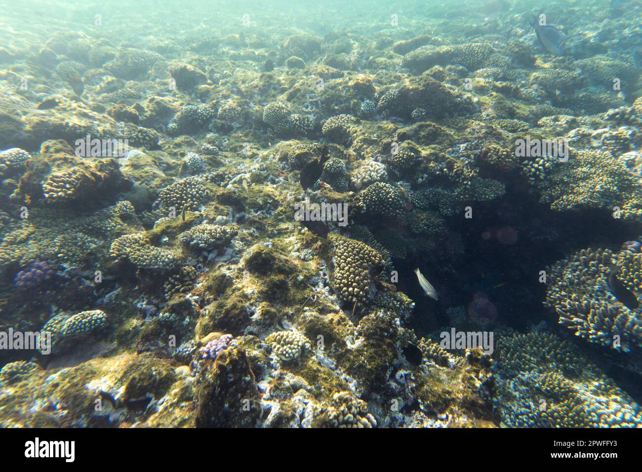 View of coral reef in Sharm El Sheik, Egypt Stock Photo - Alamy