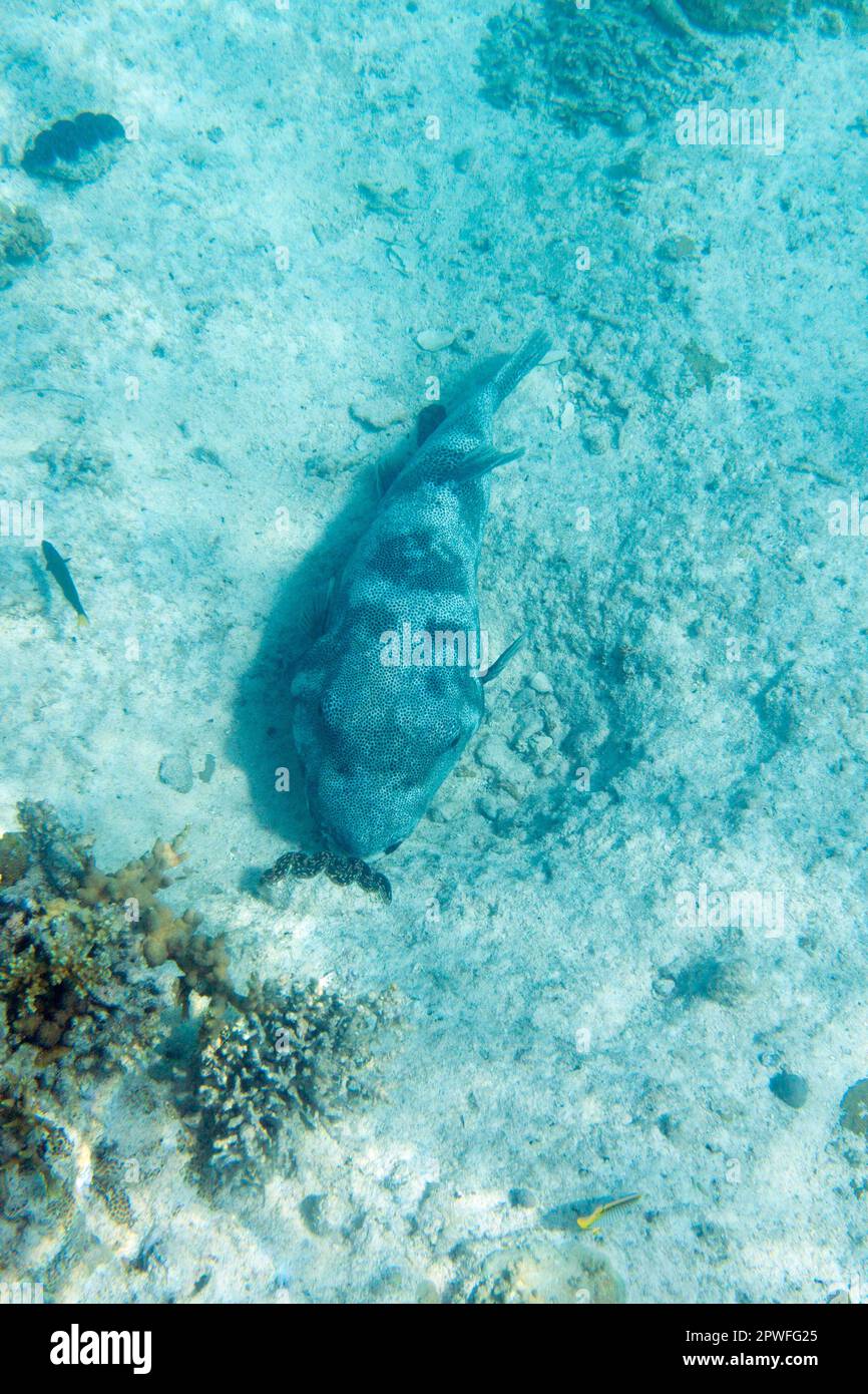 Scuba dive and new caledonia hi-res stock photography and images - Alamy