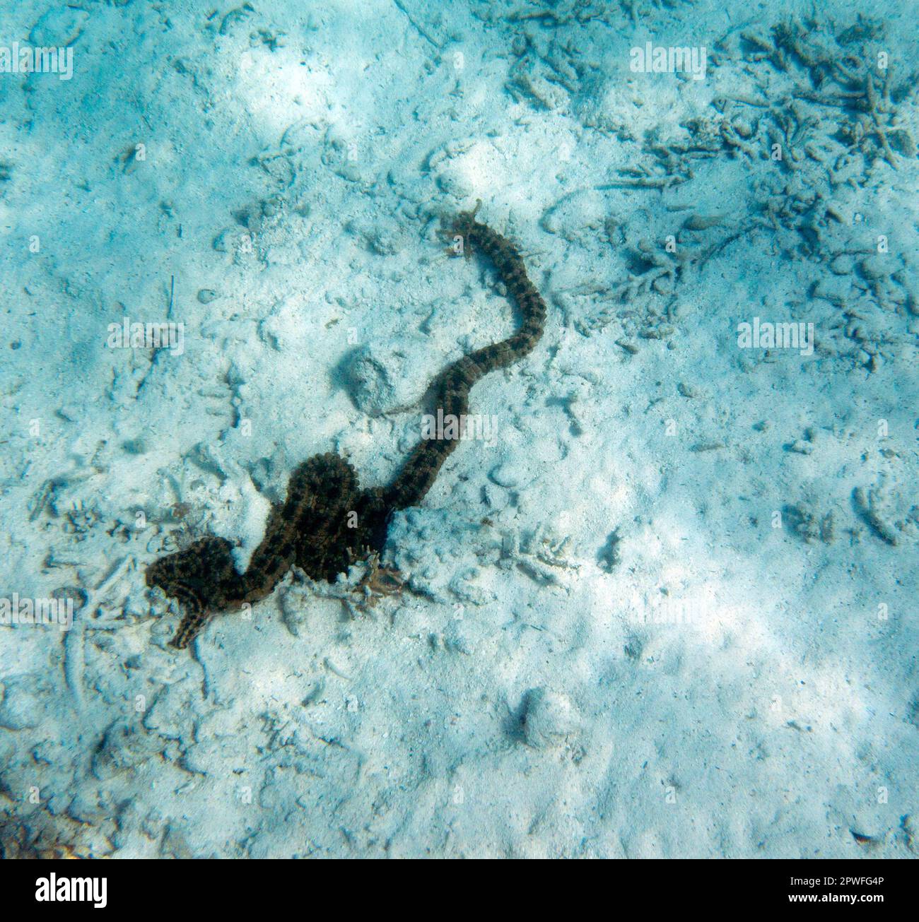 Sand worm monster hi-res stock photography and images - Alamy