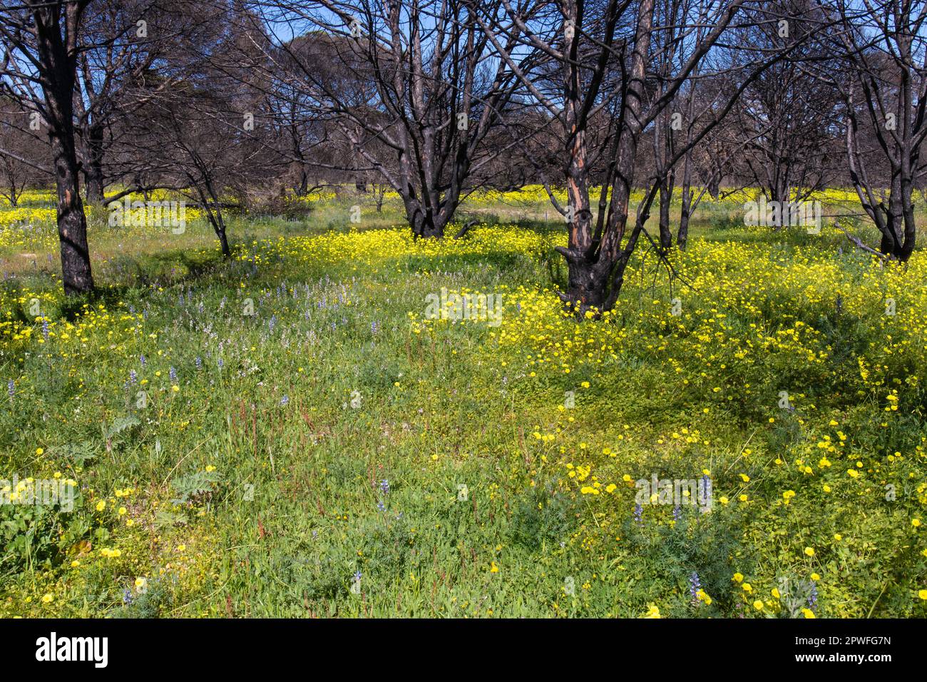 Regrowth of flowers after forest fire Stock Photo - Alamy
