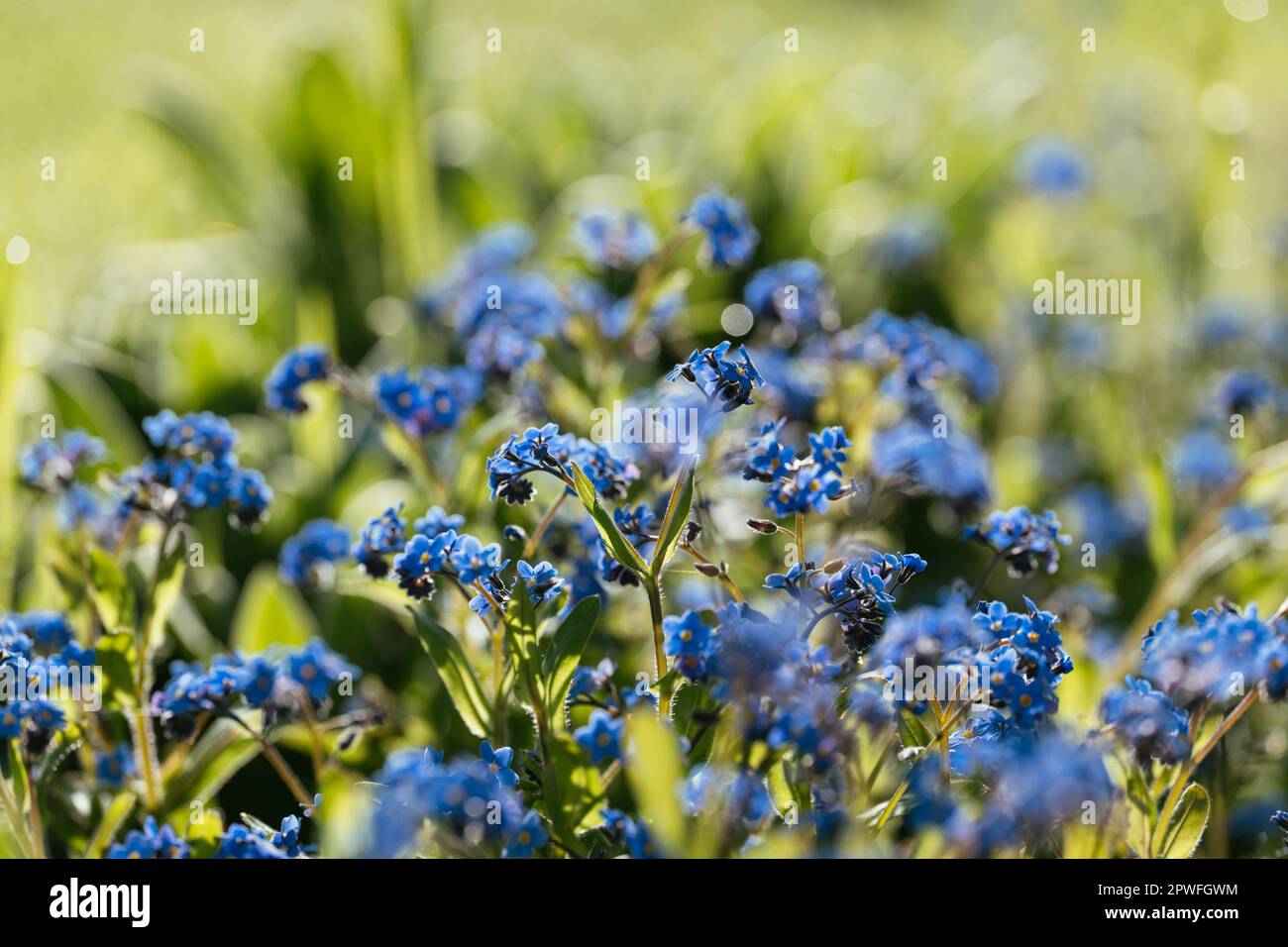 Forget me nots garden hi-res stock photography and images - Alamy