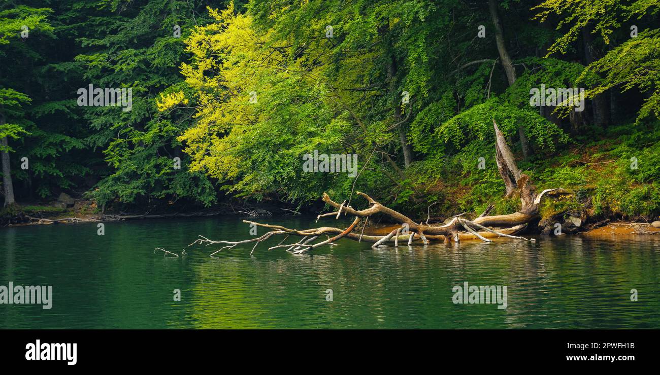 lake among beech forest. beautiful nature scenery in summertime. relax ...