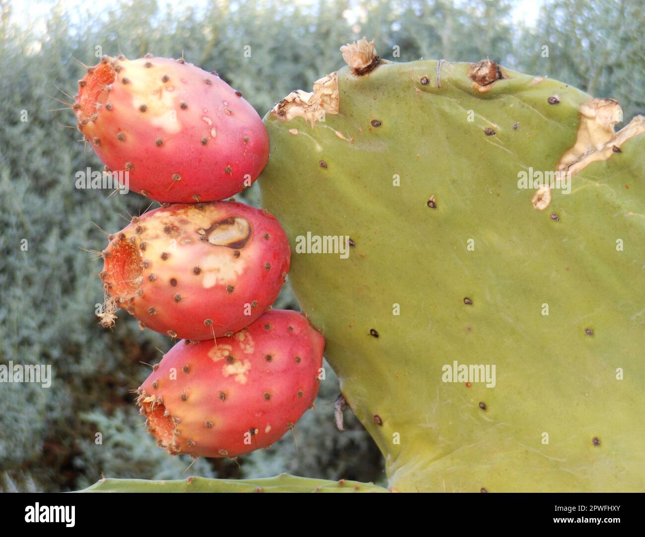 Opuntia ficus indica with three ripe fruits, ready to be picked Stock ...