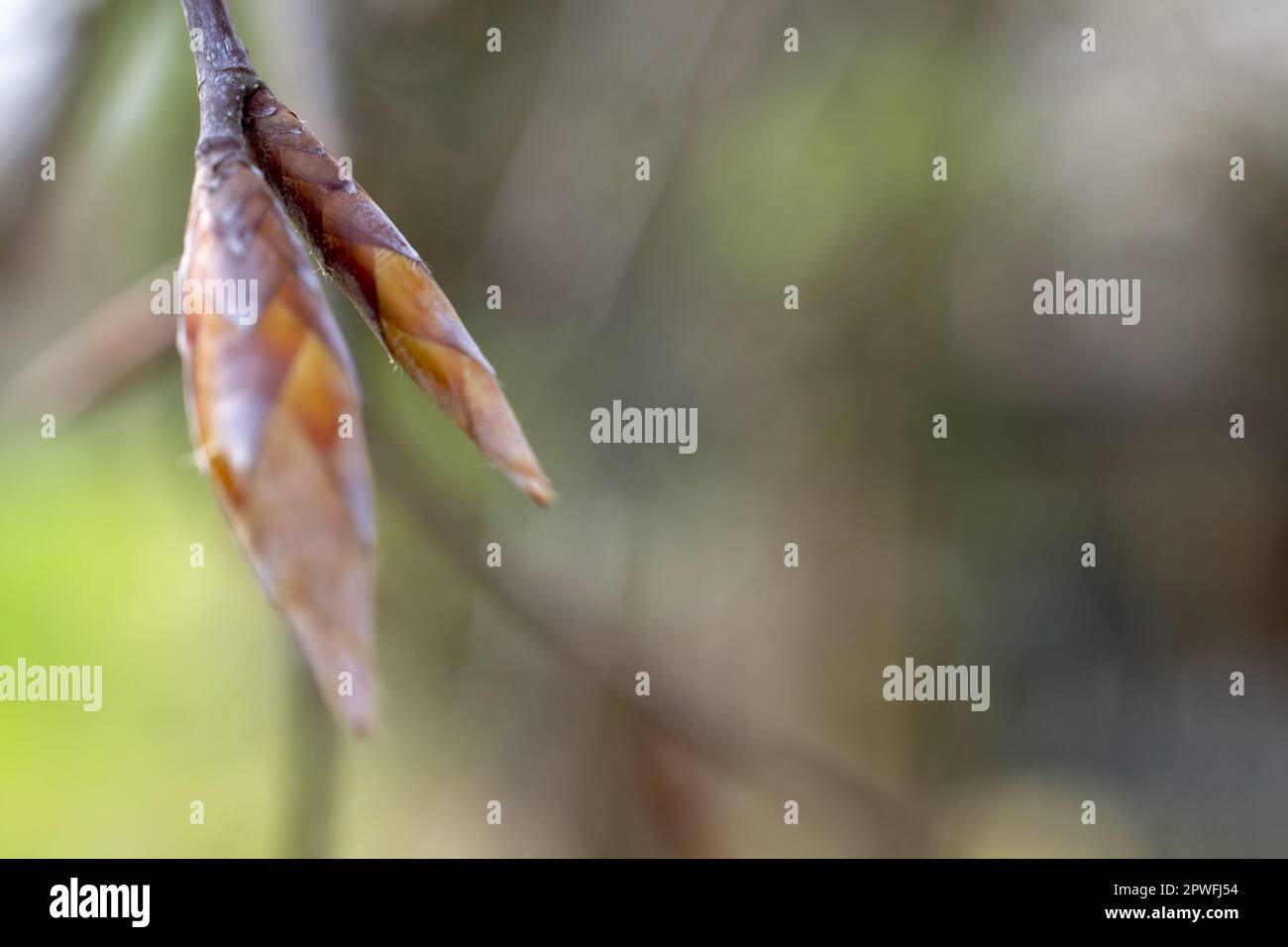 Tree buds close up. Large tree buds Stock Photo - Alamy