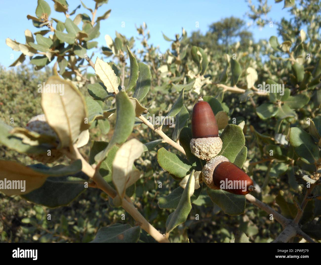 Ripe acorns on the branch of the oak still Stock Photo - Alamy