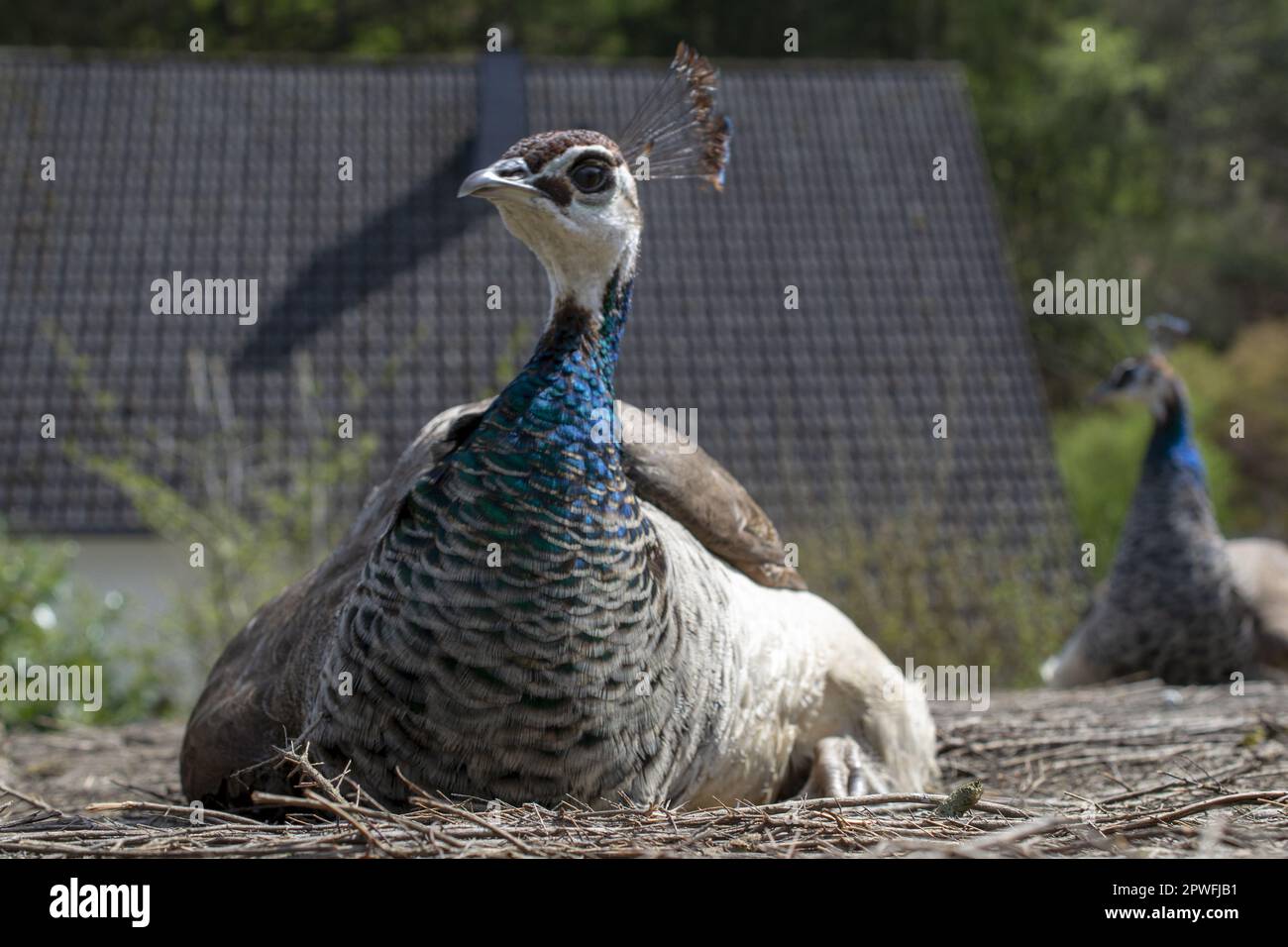 Indian peafowl. Dancing to attract the peahen. Also known as Pavo ...