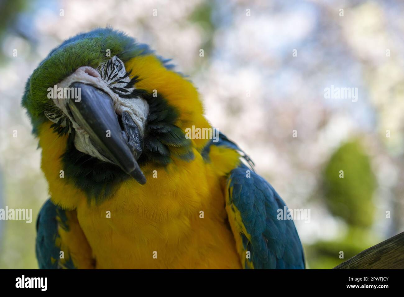 Blue-and-Yellow Macaw . Ara Ararauna. Parrot Stock Photo - Alamy