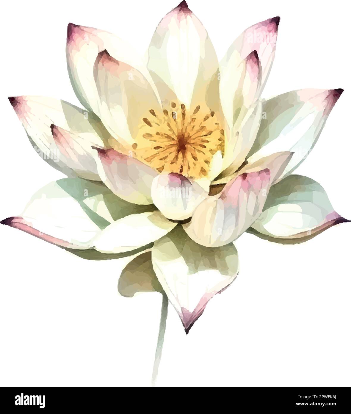 Watercolor white Lotus flower, vector illustration.Isolated on a white ...