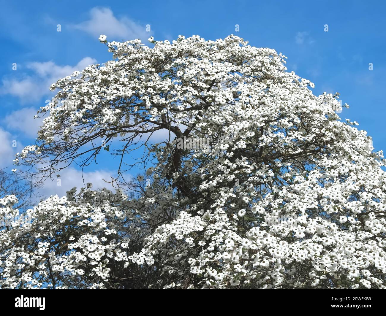Beautiful big Flowering dogwood tree Cornaceae or Cornus florida with ...