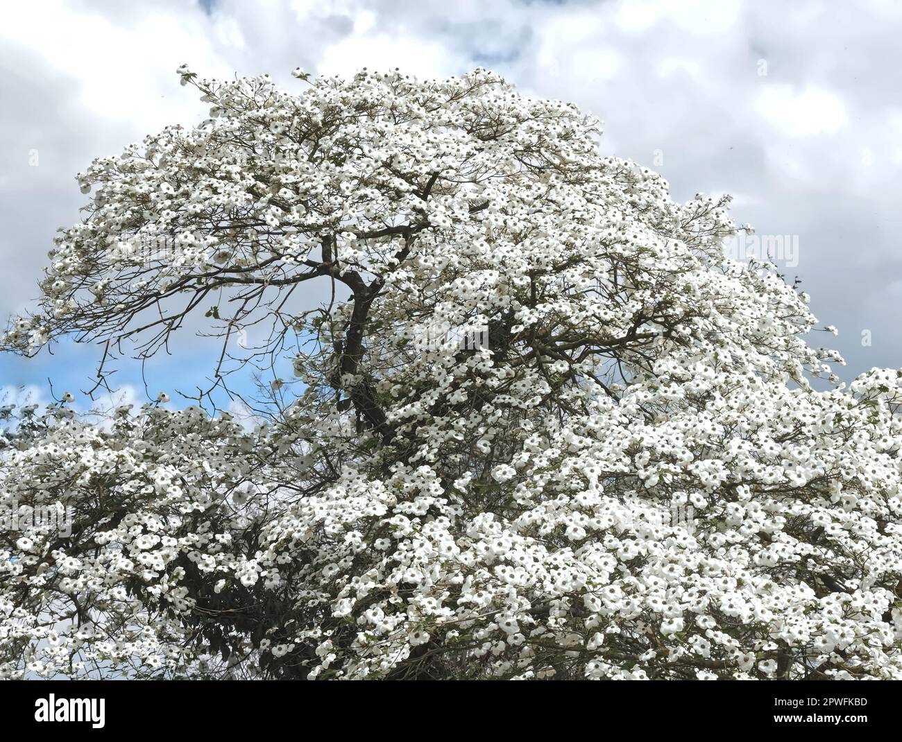 Beautiful big Flowering dogwood tree Cornaceae or Cornus florida with ...