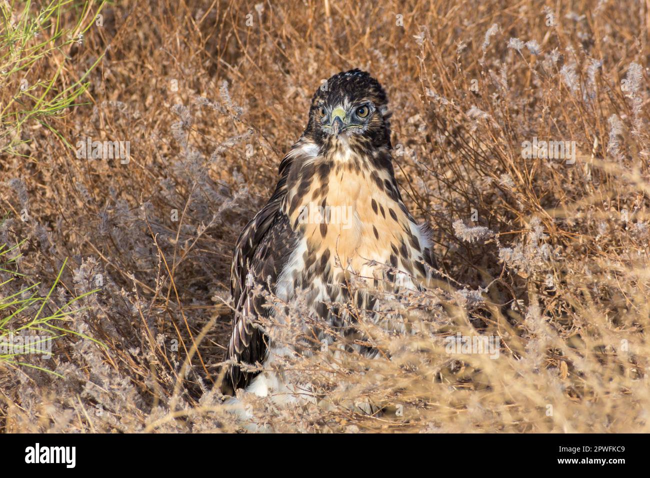 Red tailed hawk on the ground hi-res stock photography and images - Alamy