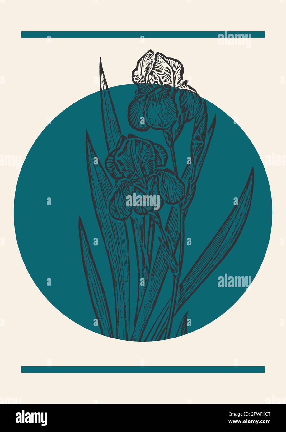 Iris flower branch sketch illustration poster. Botanical art in engraving style Stock Vector ...