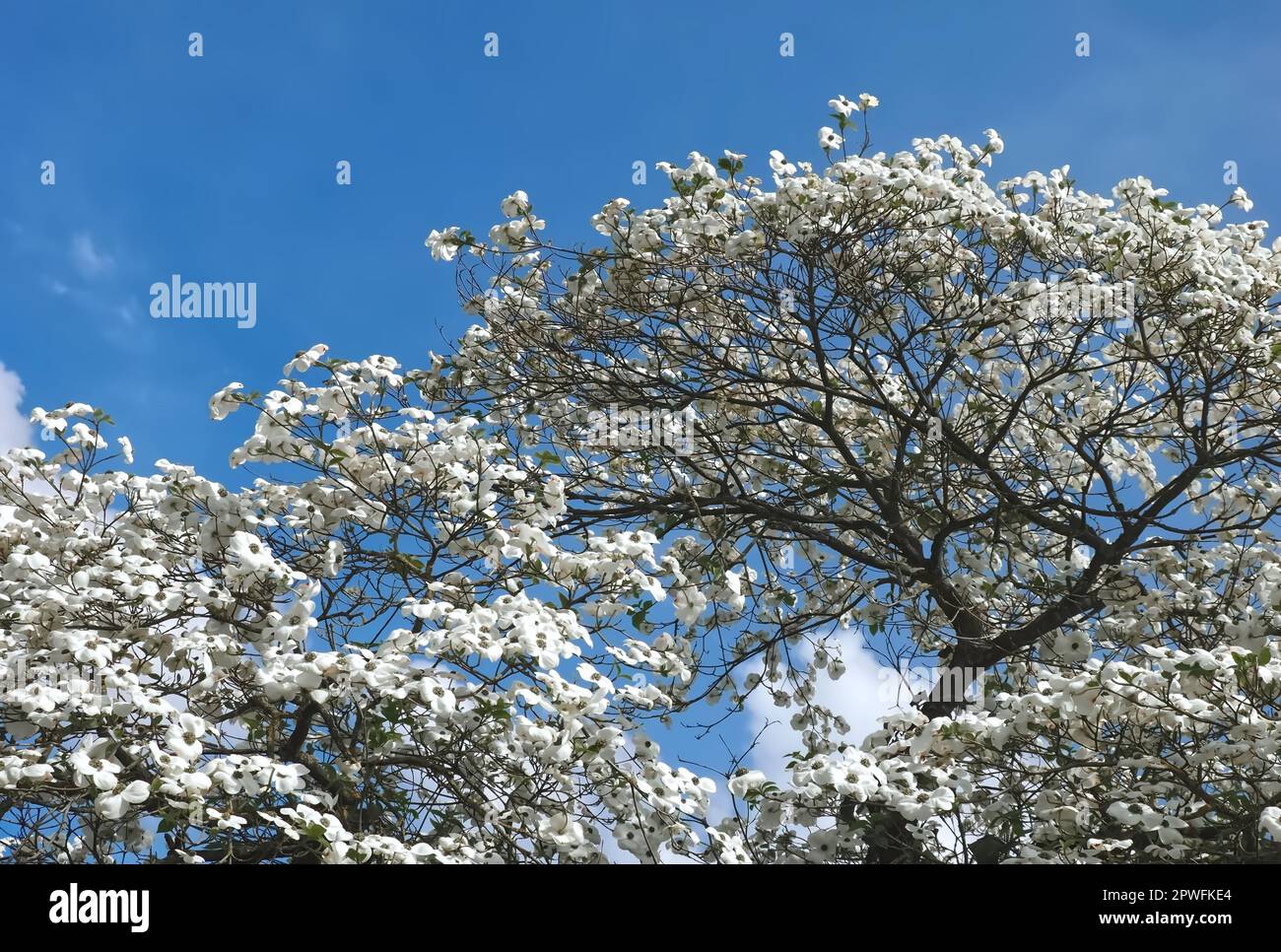 Beautiful big Flowering dogwood tree Cornaceae or Cornus florida with ...