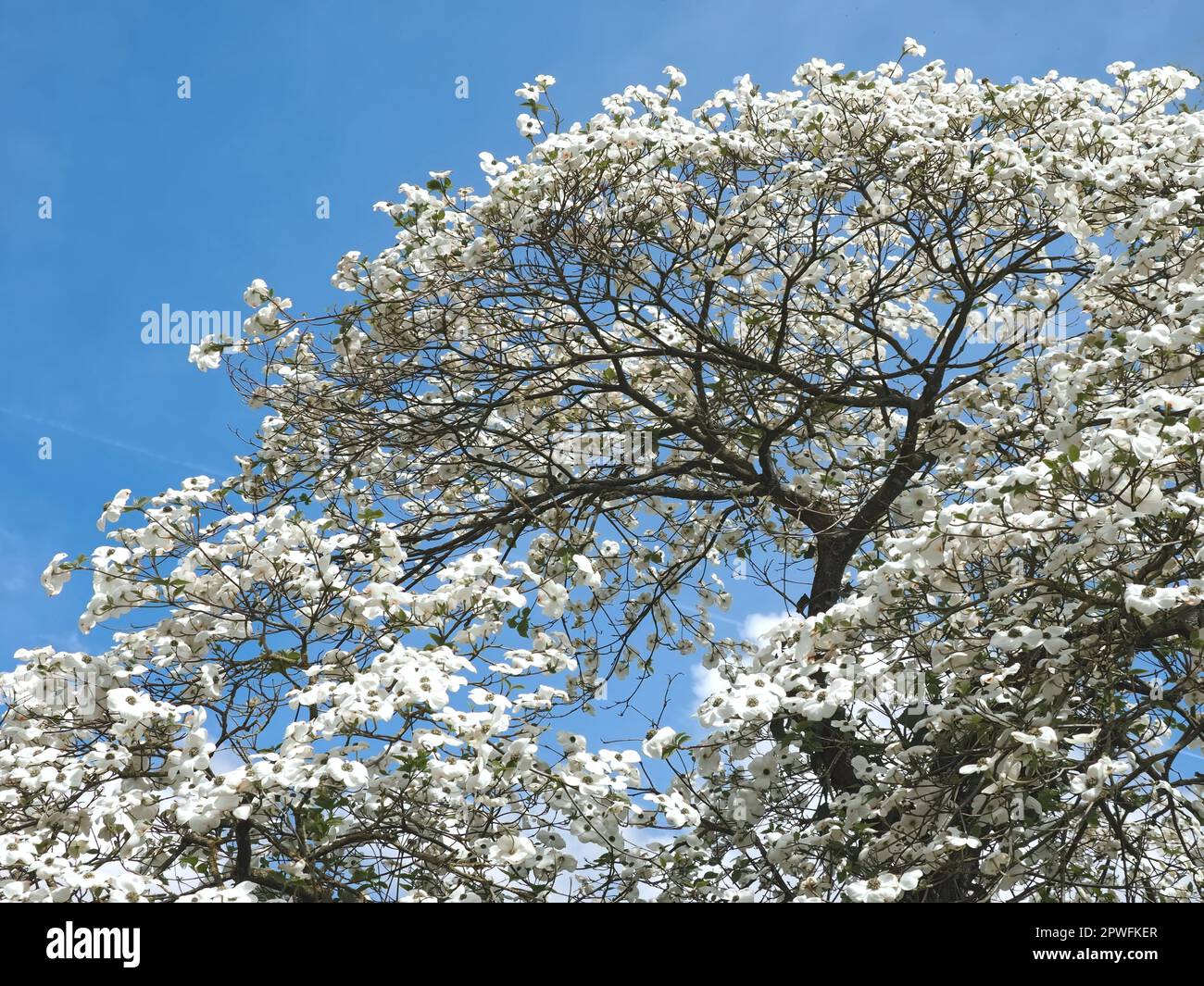 Cornus floridas hi-res stock photography and images - Alamy