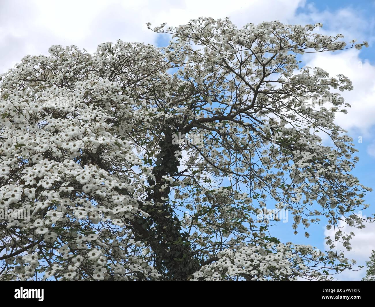 Beautiful big Flowering dogwood tree Cornaceae or Cornus florida with ...