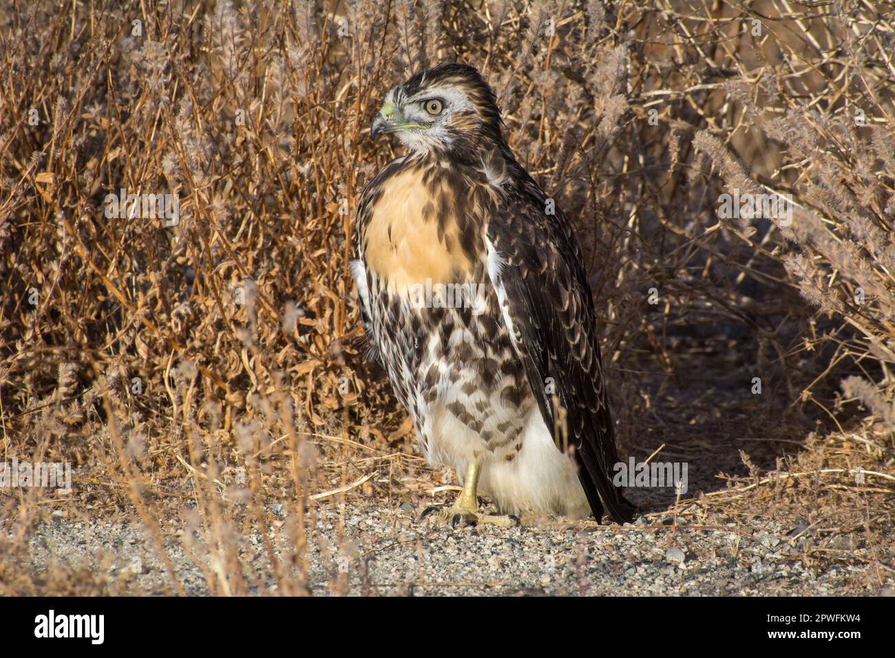 A juvenile red-tailed hawk (Buteo jamaicensis), with down still on its ...