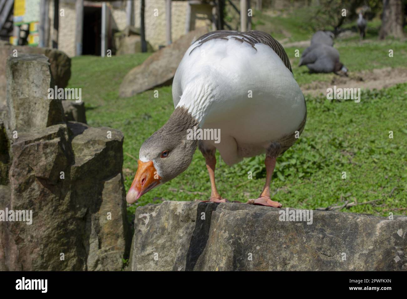 Endangered goose breed hi-res stock photography and images - Alamy