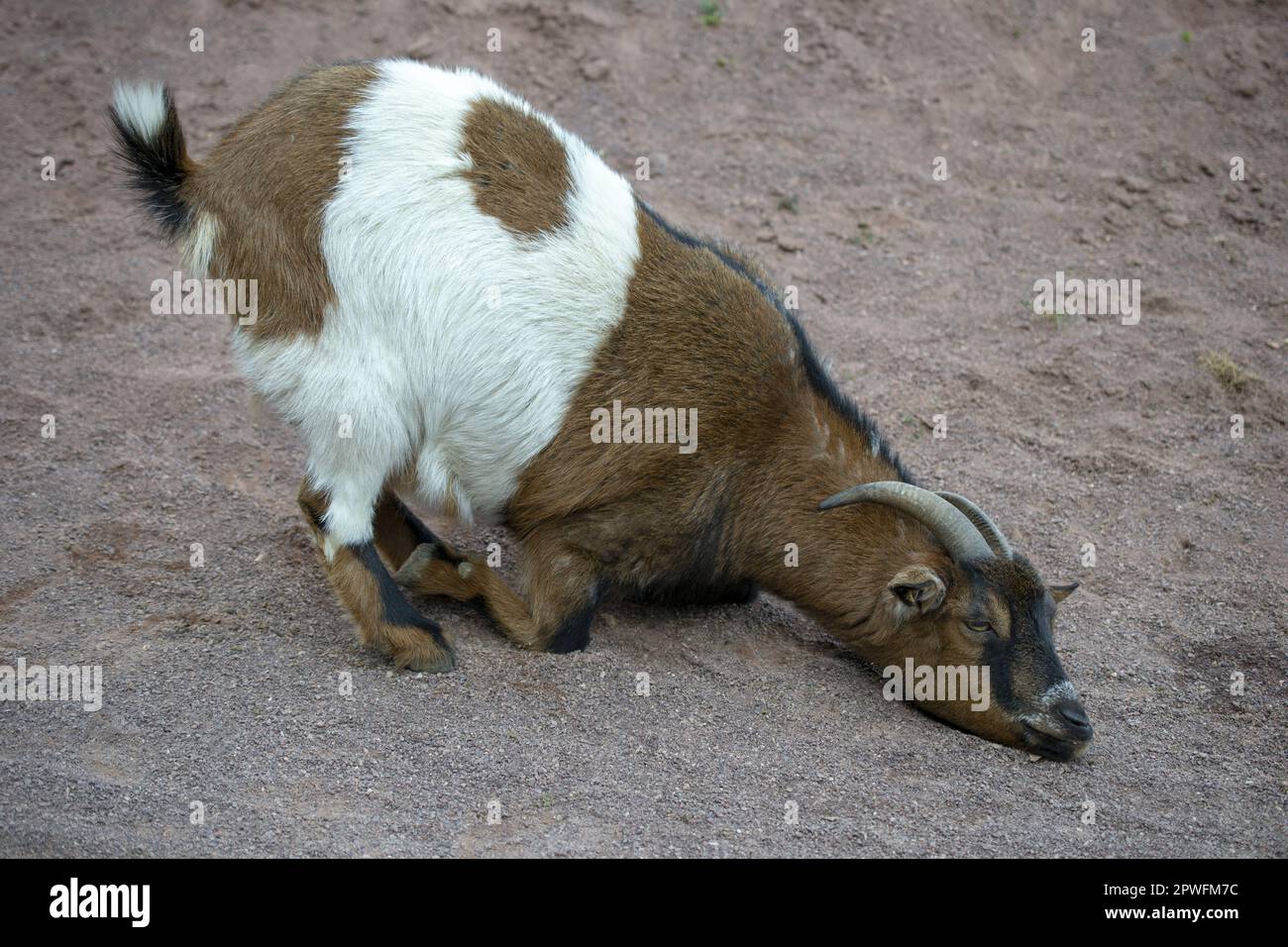 African Pygmy. West African Dwarf or Pygmy goat Stock Photo - Alamy