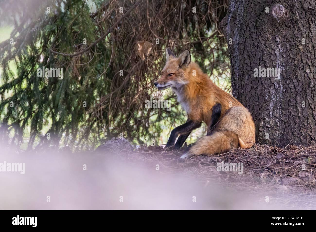 Female red fox in spring Stock Photo - Alamy