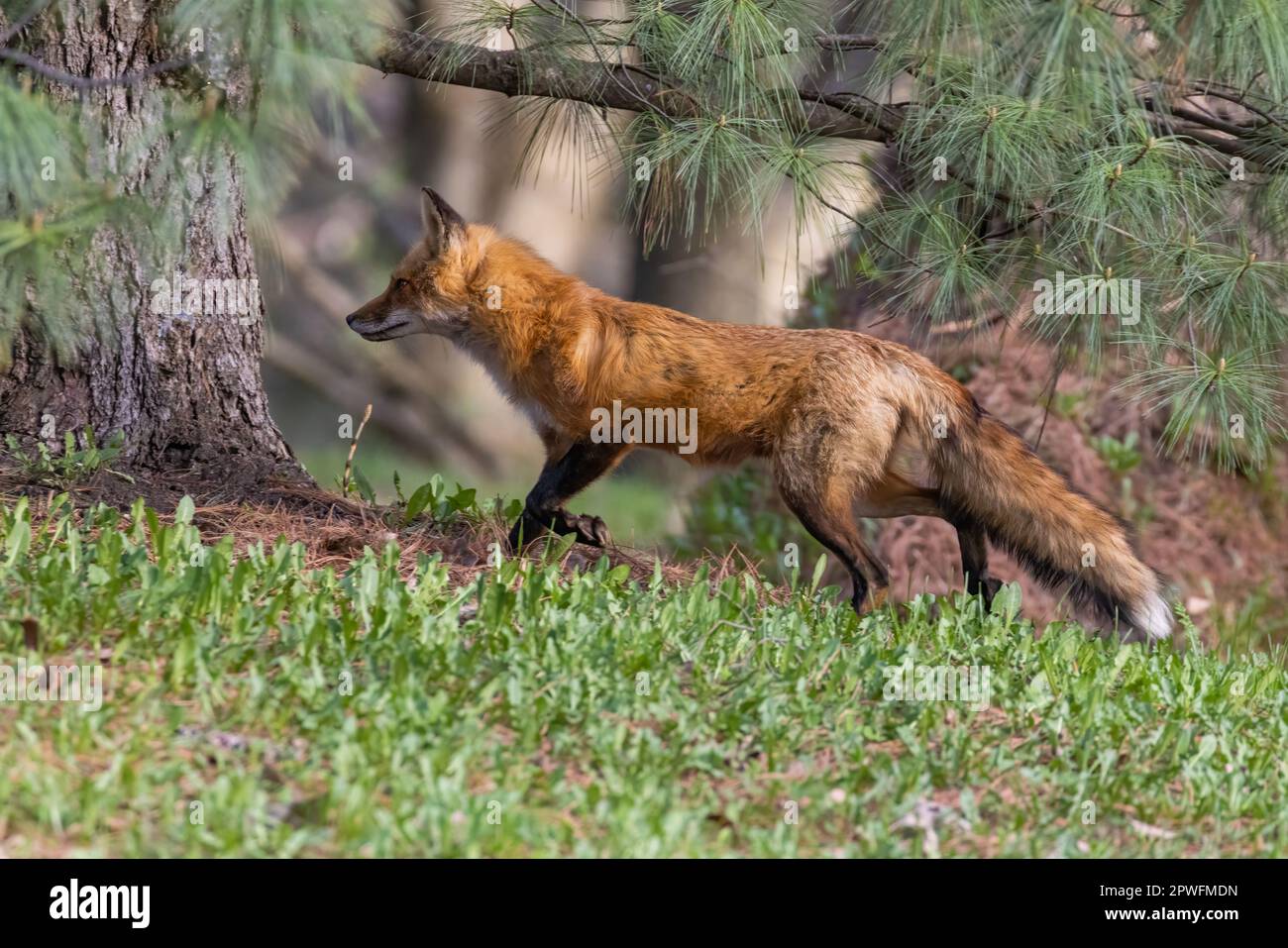 Female red fox in spring Stock Photo - Alamy