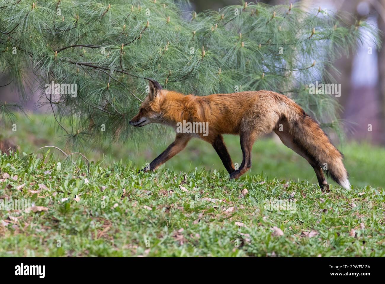 Female red fox in spring Stock Photo - Alamy